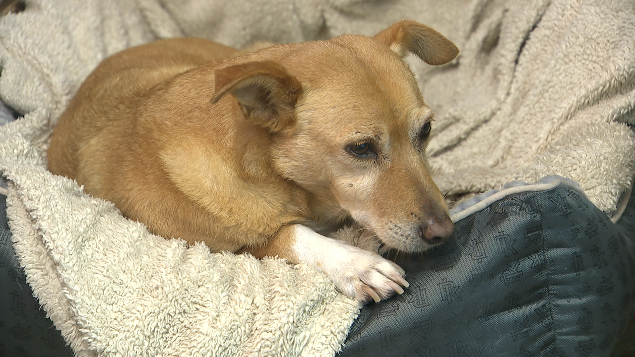 Lúa, a cadela que coidan todos os veciños dun barrio de Tui - G24