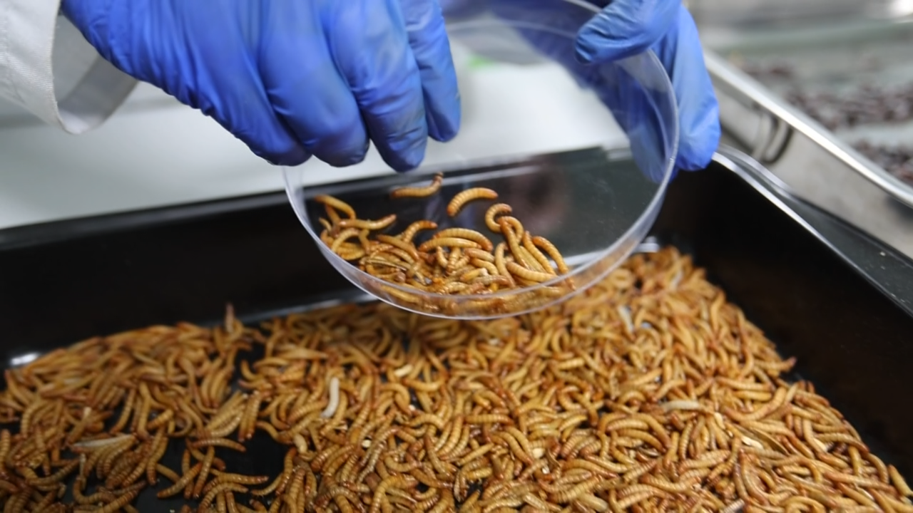 A Unión Europea autoriza o uso do verme da fariña como insecto ...