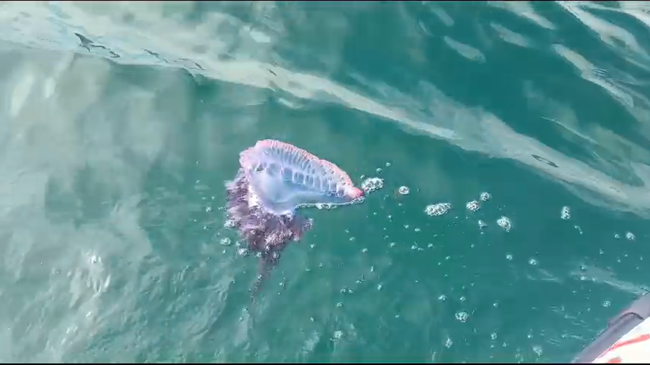 Novo exemplar de carabelas portuguesas nunha praia da Mariña - G24