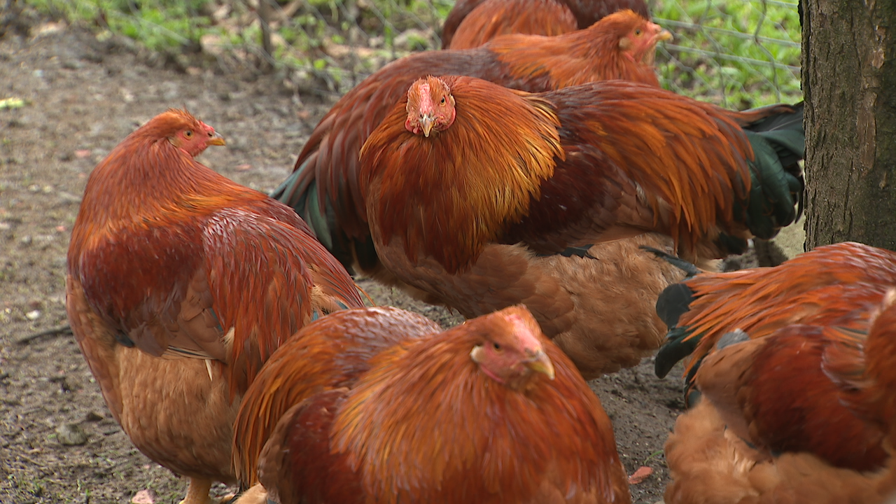 Os capóns de Vilalba rematan o seu proceso de cría - G24