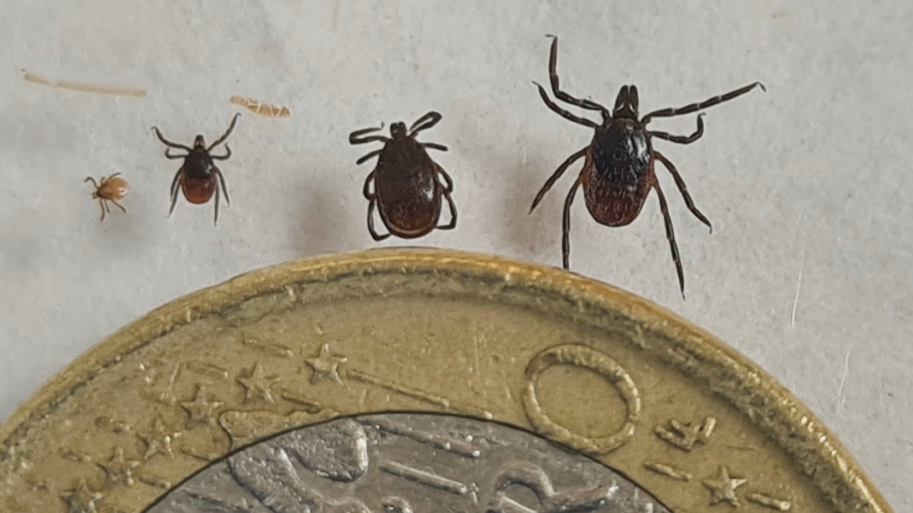 Como previr a enfermidade de Lyme, unha doenza transmitida pola ...